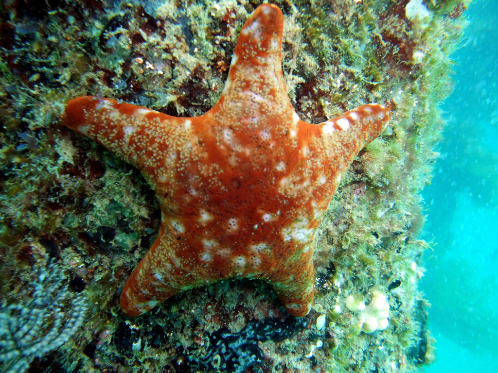 Velvet Sea Star (Marine invertebrates of Randwick costal area: Coogee ...