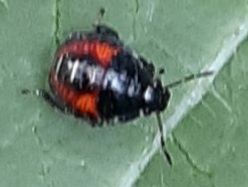 Stink Bugs, Shield Bugs, and Allies from New North End, Burlington, VT ...