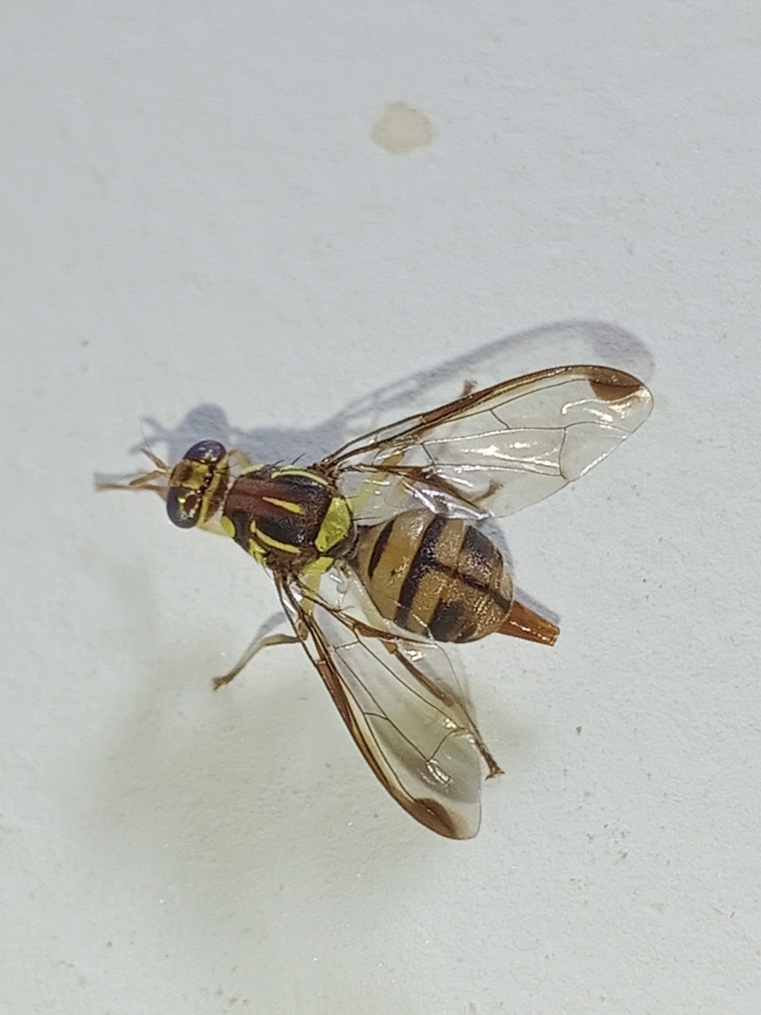 Bactrocera Tau
