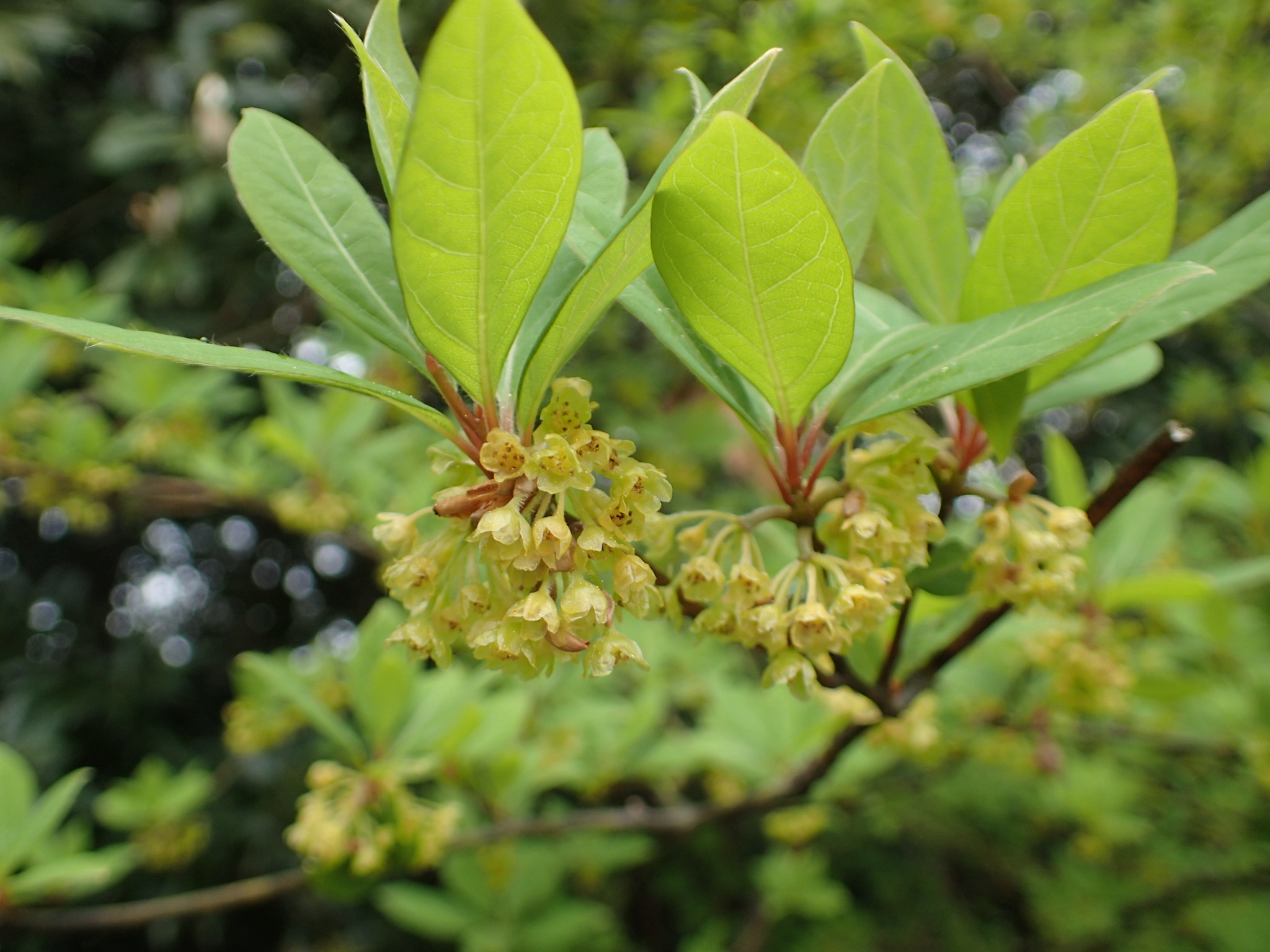 Lindera umbellata Thunb.