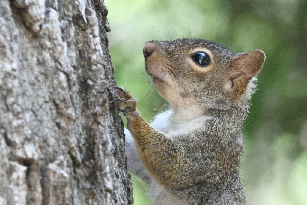 Allen's Squirrel from Bustamante, N.L., México on June 11, 2021 at 10: ...
