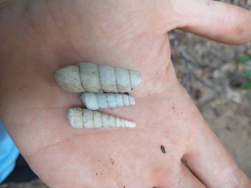 Genus Obeliscus · iNaturalist