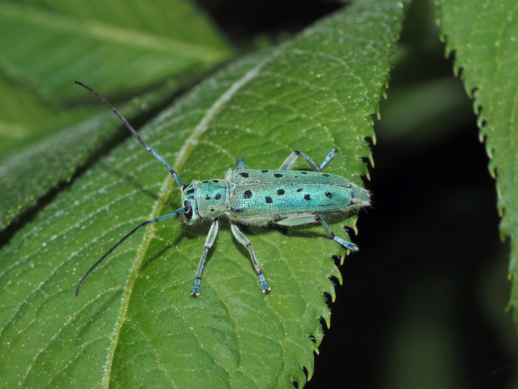 Saperda punctata (Linnaeus, 1767)