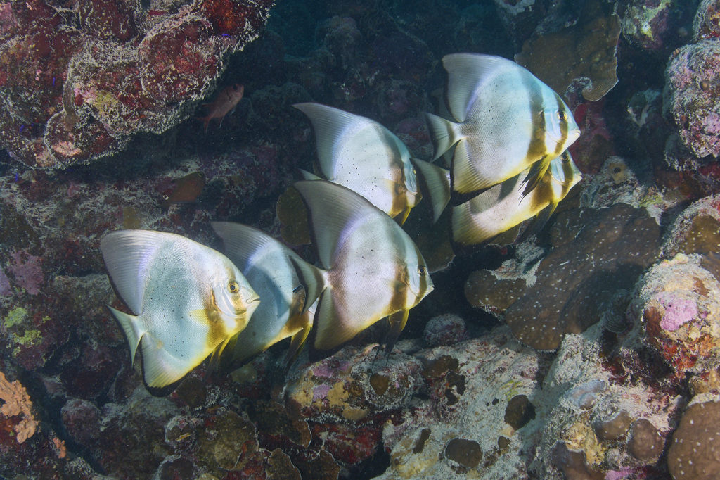Round Batfish (Platax orbicularis) - Marine Life Identification