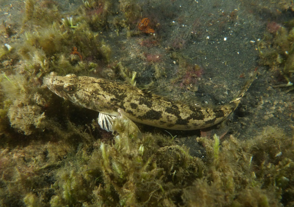 Congolli (Saltwater Fish of Massachusetts) · iNaturalist