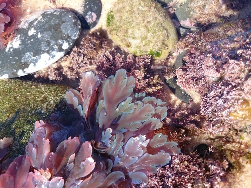 Plocamium corallorhiza · NaturaLista Colombia