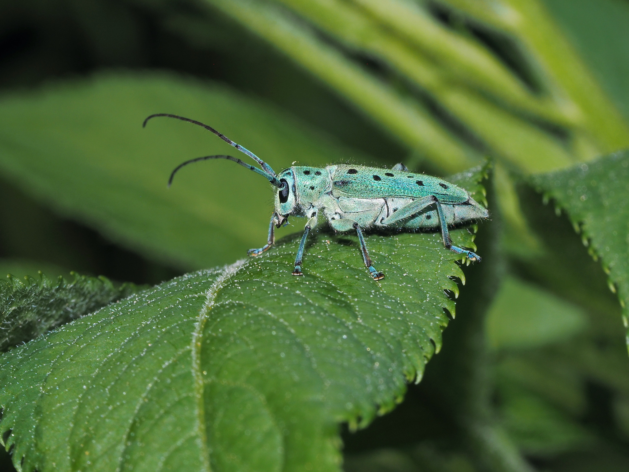 Saperda punctata (Linnaeus, 1767)