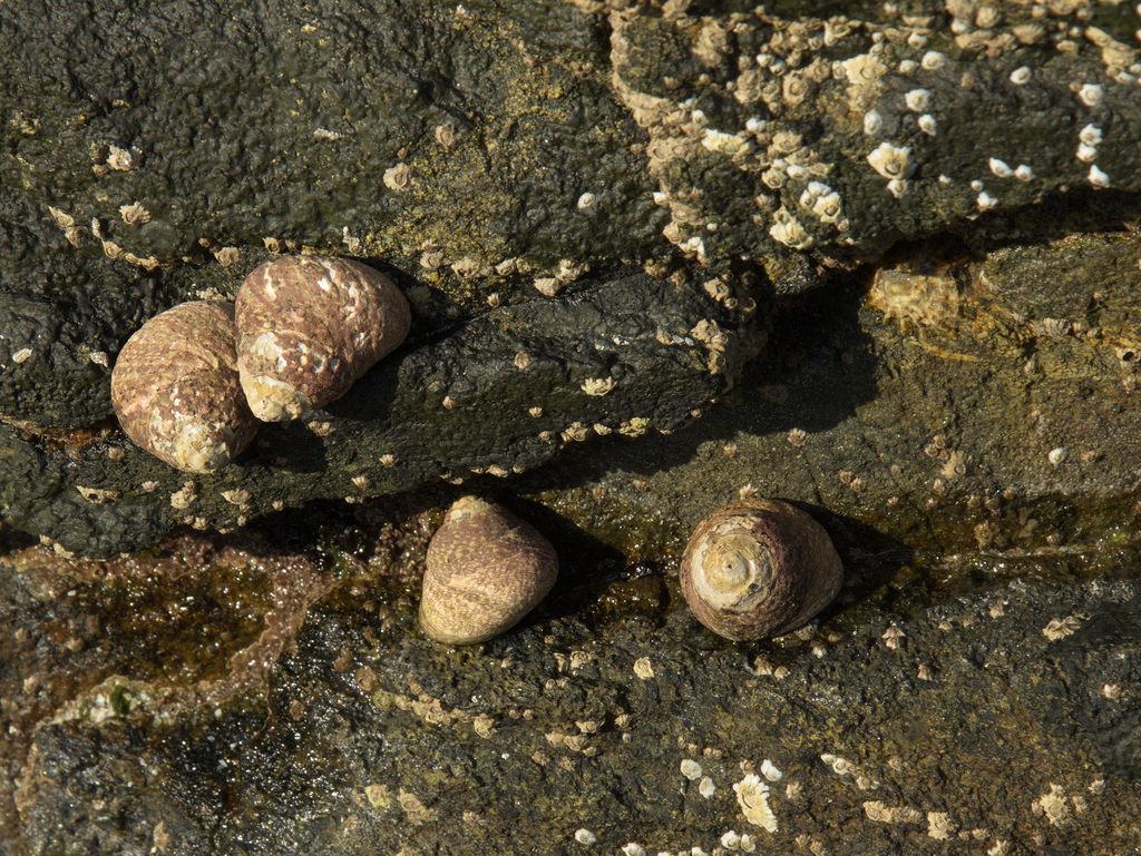 Phorcus (rocky shore Mariana) · iNaturalist
