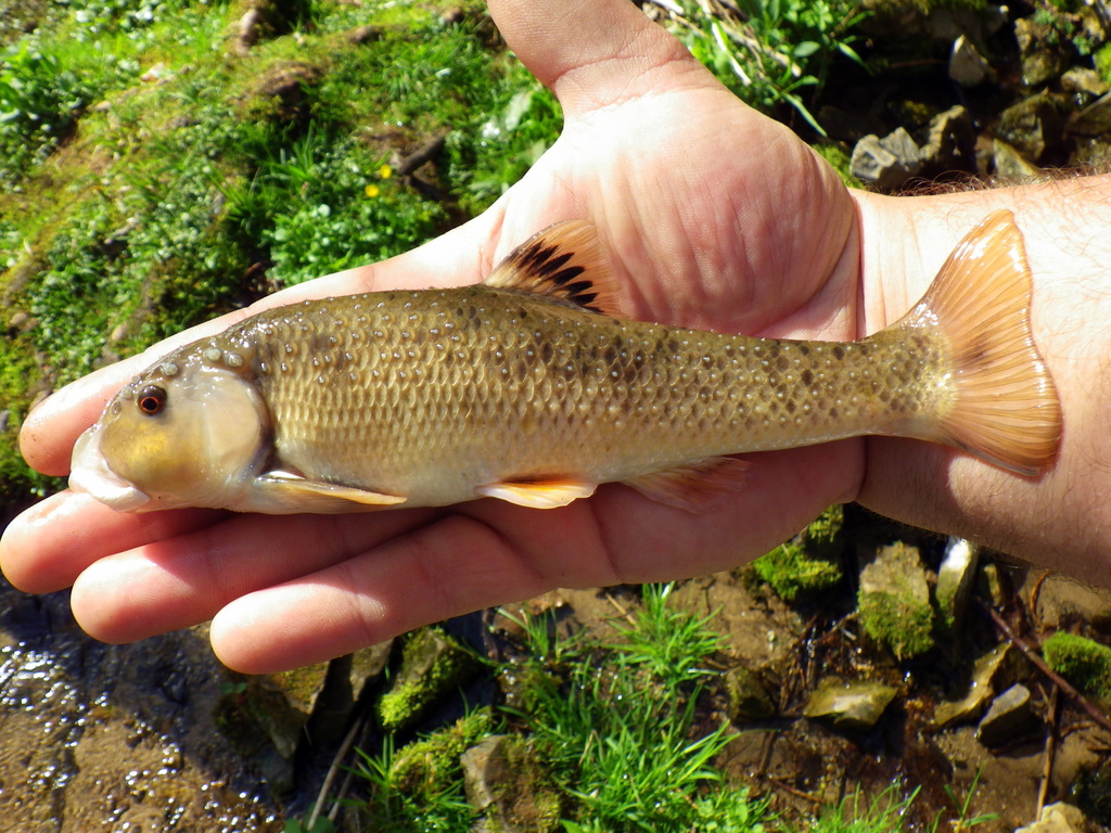 Largescale Stoneroller (Fishes of Big Canoe Creek) · iNaturalist