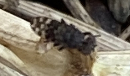 Acalyptrate Flies from Balfour Dr, Wappingers Falls, NY, US on June 09 ...