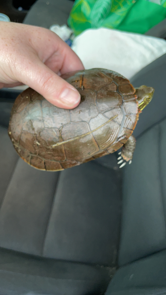 Painted Turtle from Napoleon on June 11, 2021 at 06:33 PM by ...