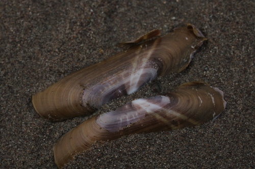 Hard Razor Clam (Tagelus dombeii) · iNaturalist