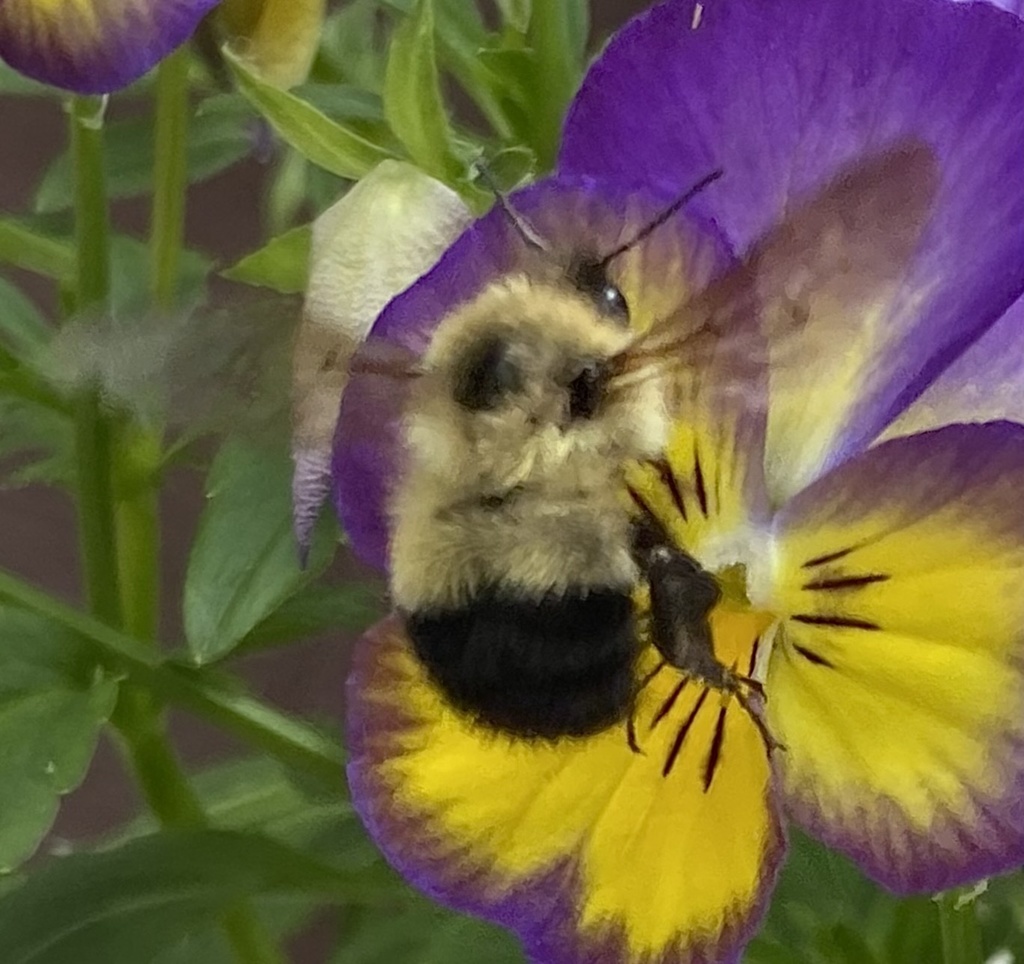 Half-black Bumble Bee from Lansdowne Rd, Armstrong, BC, CA on June 11 ...