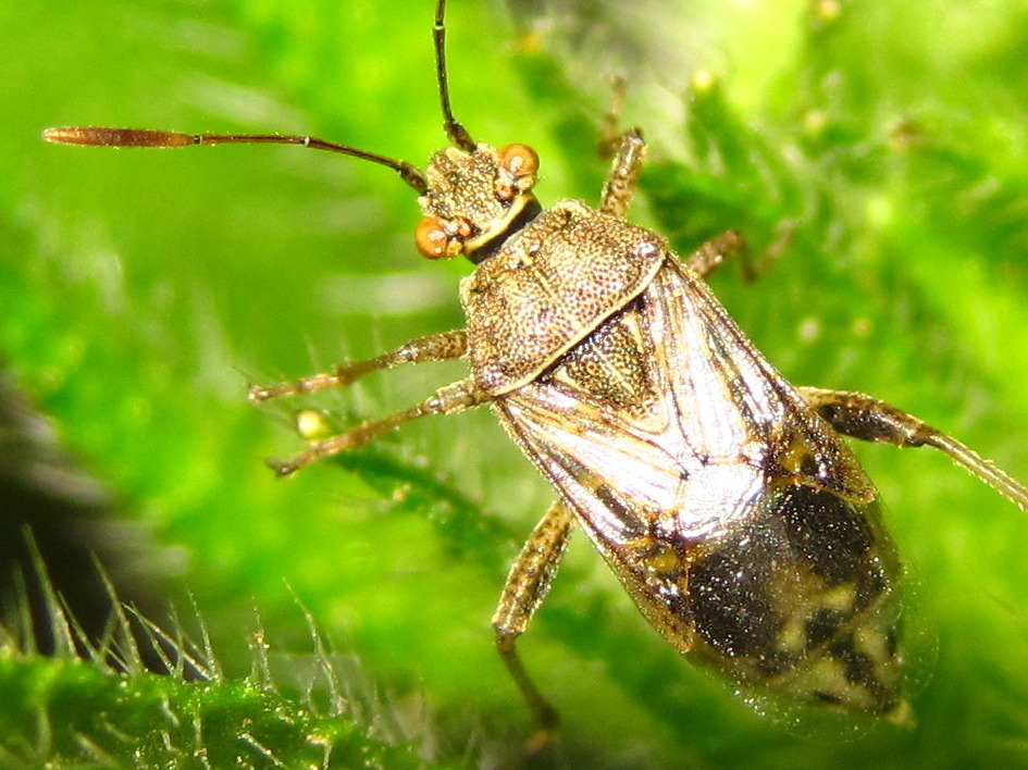 Stictopleurus minutus from 옥계저수지 on June 11, 2013 by onidiras ...