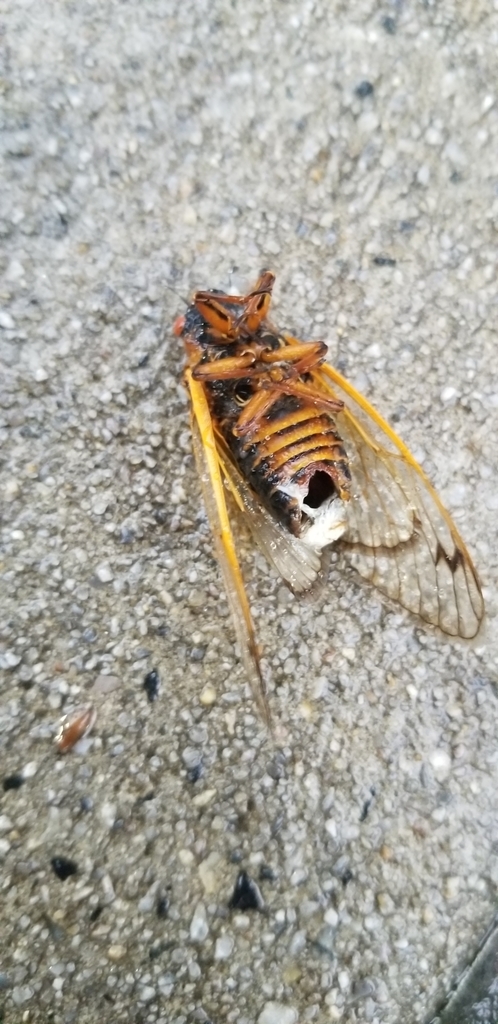 Pharaoh Cicada from Riverside Park, Baltimore, MD 21230, USA on June 11 ...