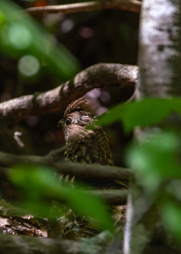 Ruffed Grouse from Botetourt County, VA, USA on May 20, 2021 at 09:50 ...
