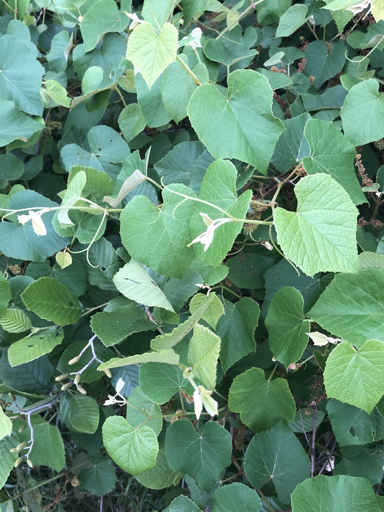 fox grape (Vitis labrusca) - Botanical Realm