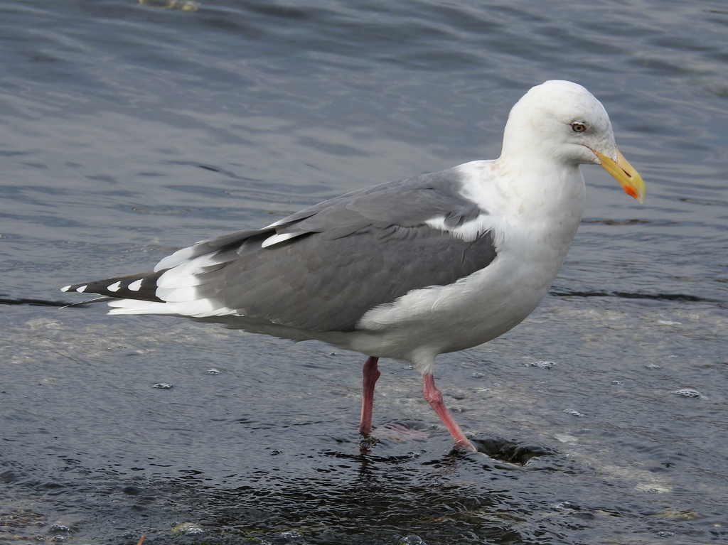 Large White-headed Gulls from Honcho, Yokosuka, Kanagawa 238-0041 ...