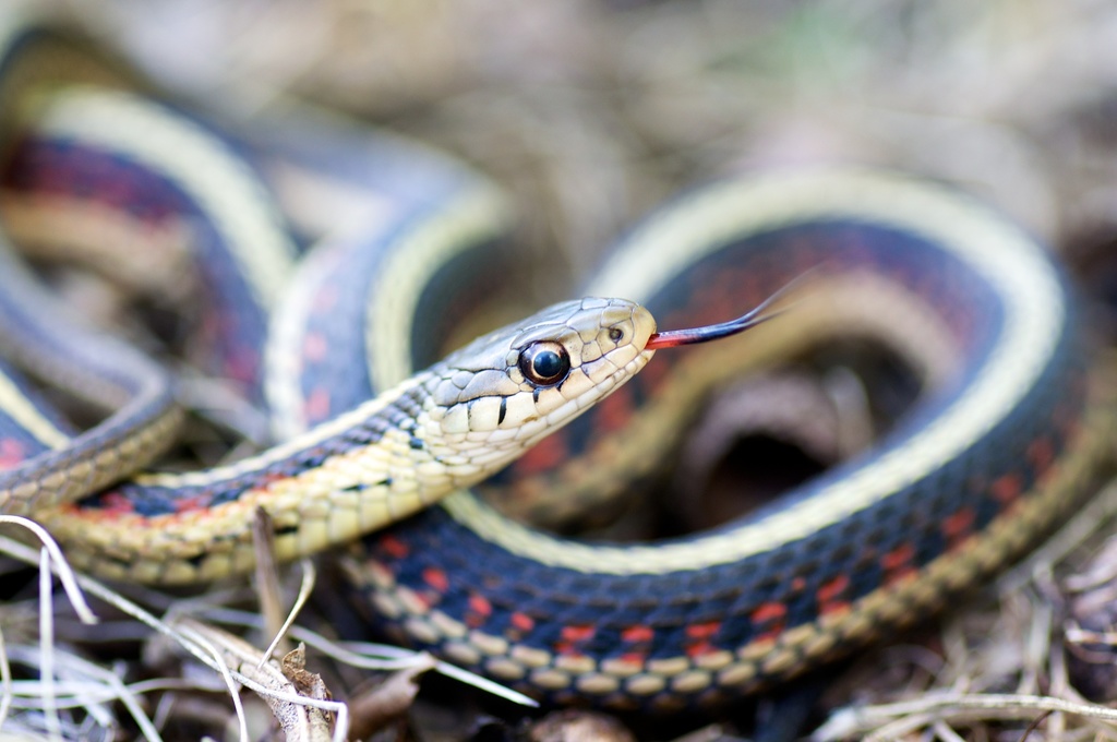 Common Garter Snake (Big Woods, Big Rivers Linnaeus List) · iNaturalist