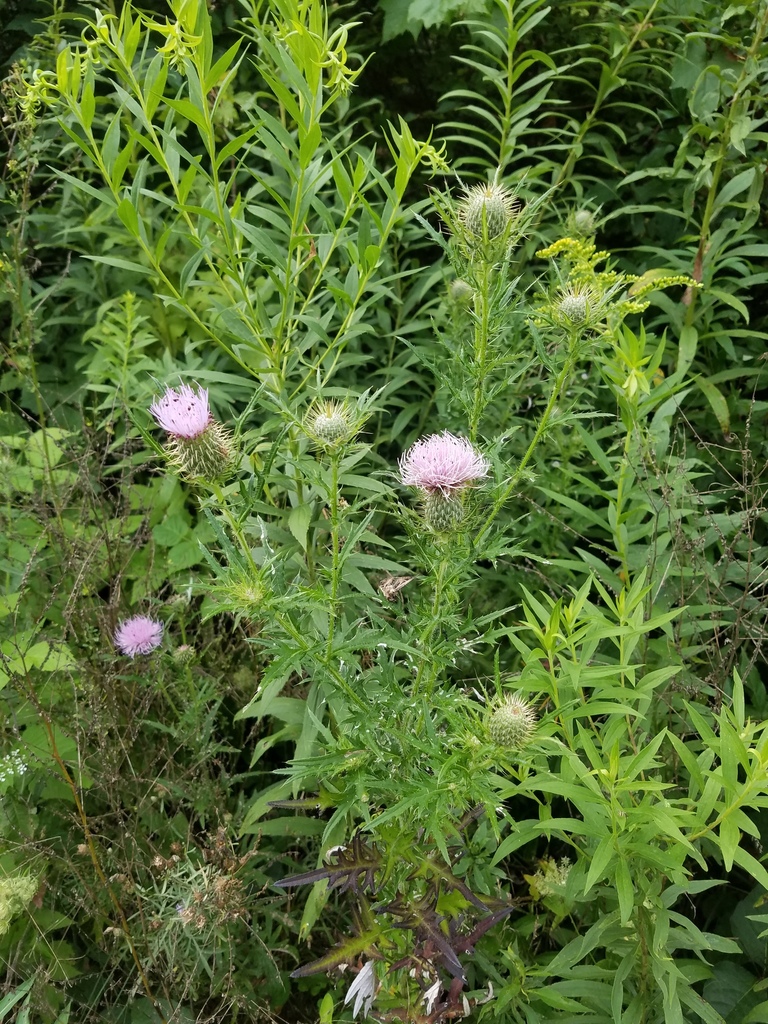 field thistle from Schenectady, New York, United States on August 12 ...