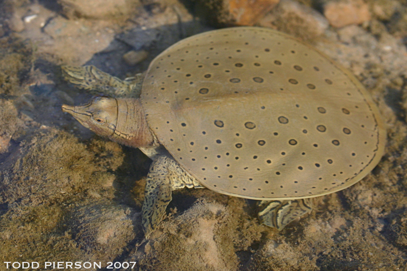 Eastern Spiny Softshell (Big Woods, Big Rivers Linnaeus List) · iNaturalist
