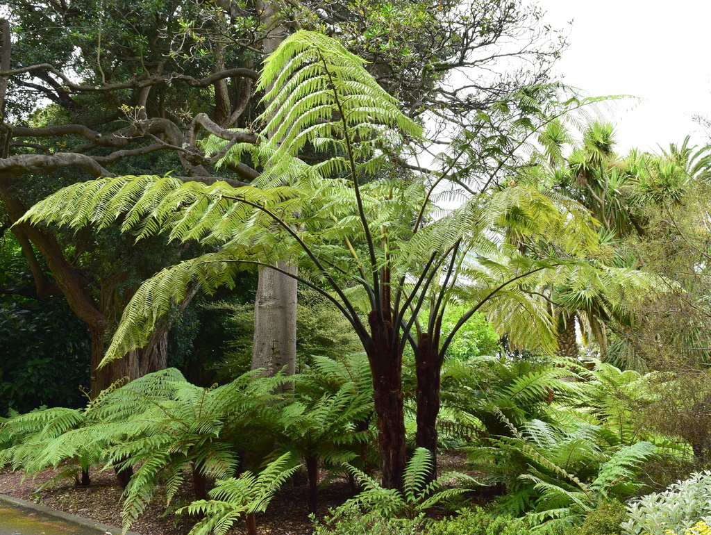 black tree fern (Cyathea medullaris) - Botanical Realm
