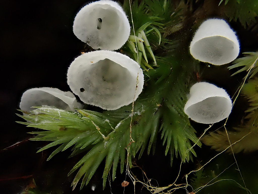 Calyptella from Whakatane District, Bay of Plenty, New Zealand on June ...