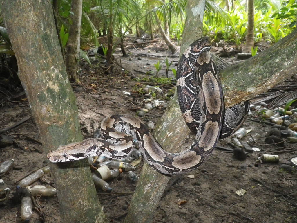 Boa Constrictor from Diego Martin Regional Corporation, Trinidad and ...