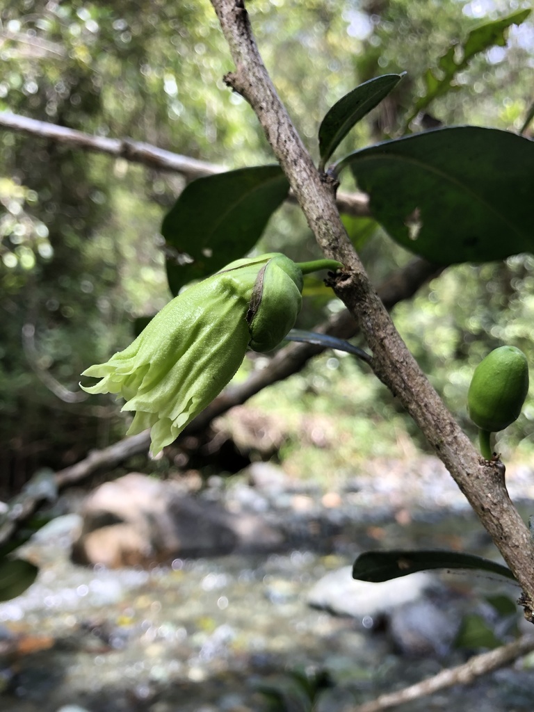 Higuero de Sierra from Puerto Rico, Maricao, PR, US on April 4, 2021 at ...
