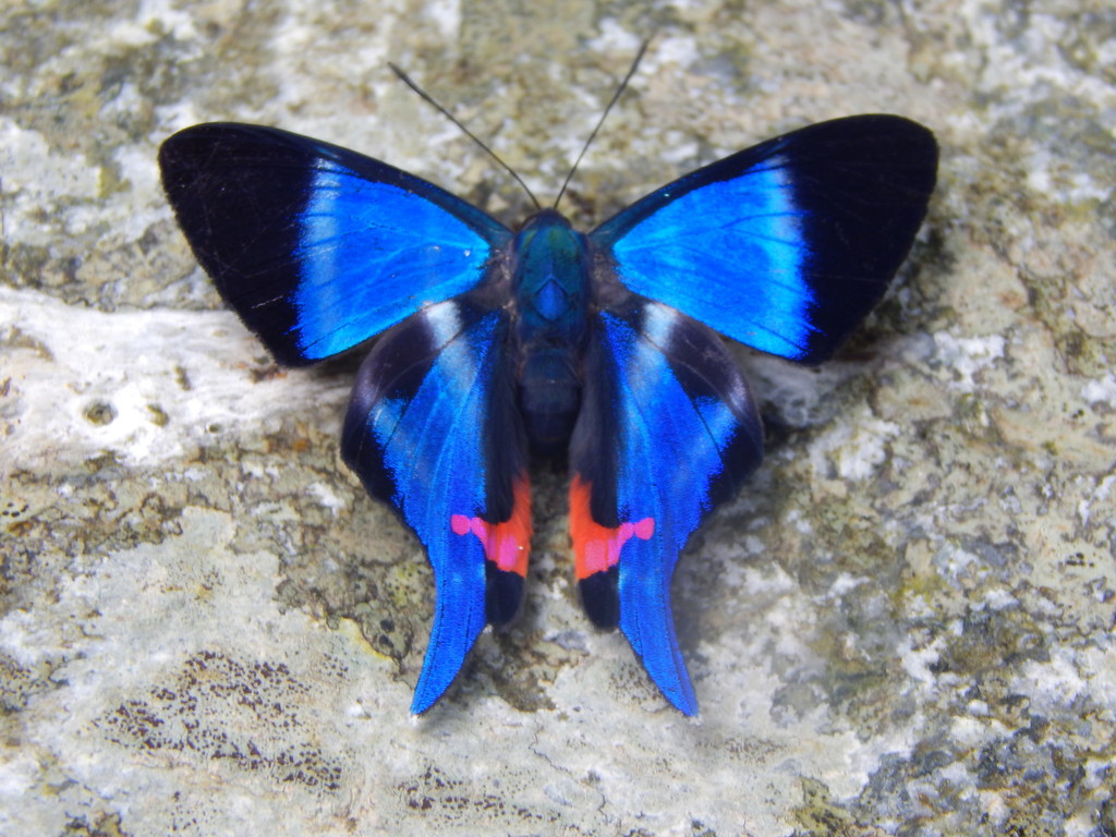 Blue Doctor from Jardín, Antioquia, Colombia on June 18, 2016 by ...