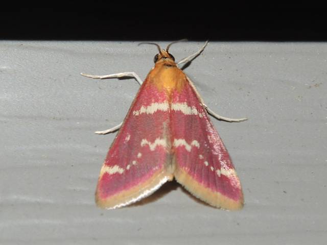 Raspberry Pyrausta Moth in June 2021 by privatenoaccess. Recorded 4 ...