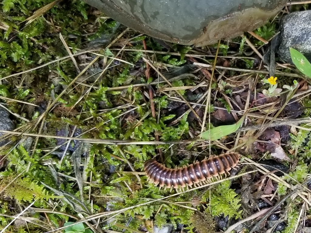 Black-and-gold Flat Millipede in June 2021 by lkyoder · iNaturalist