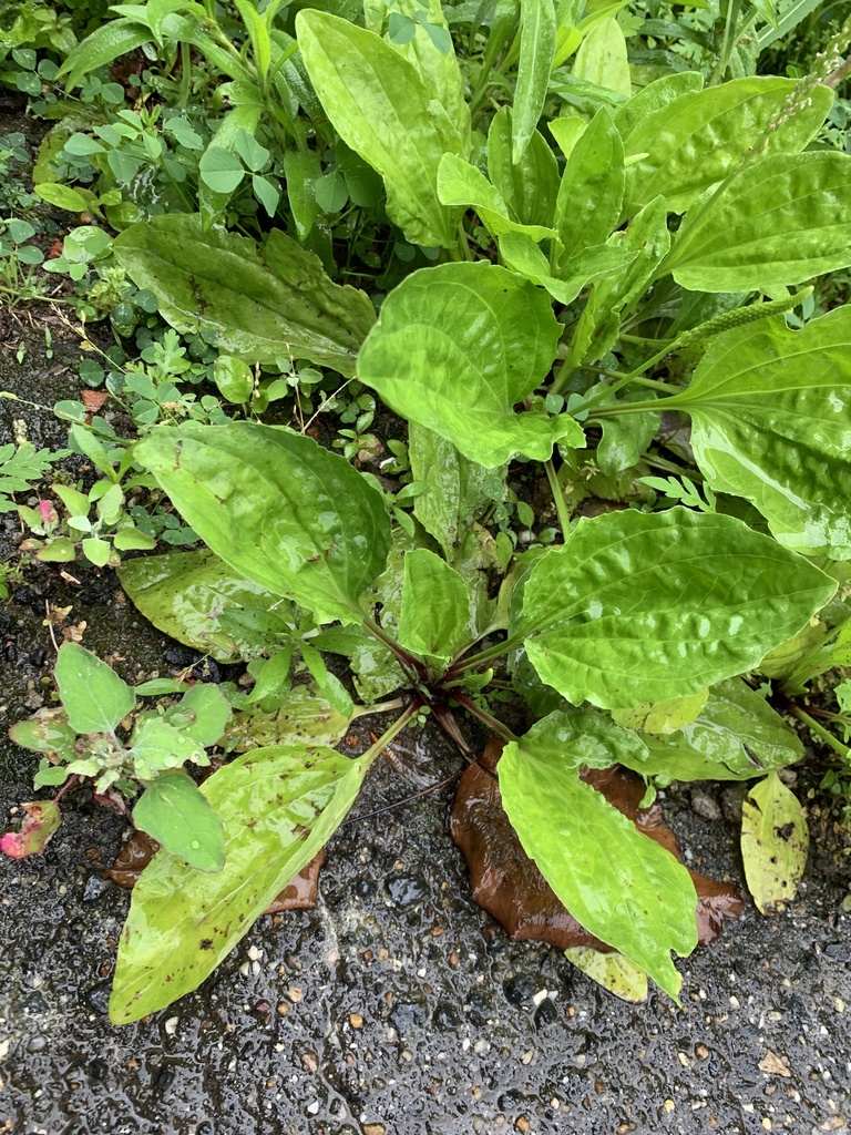 American plantain from Gough St, Baltimore, MD, US on June 11, 2021 at ...