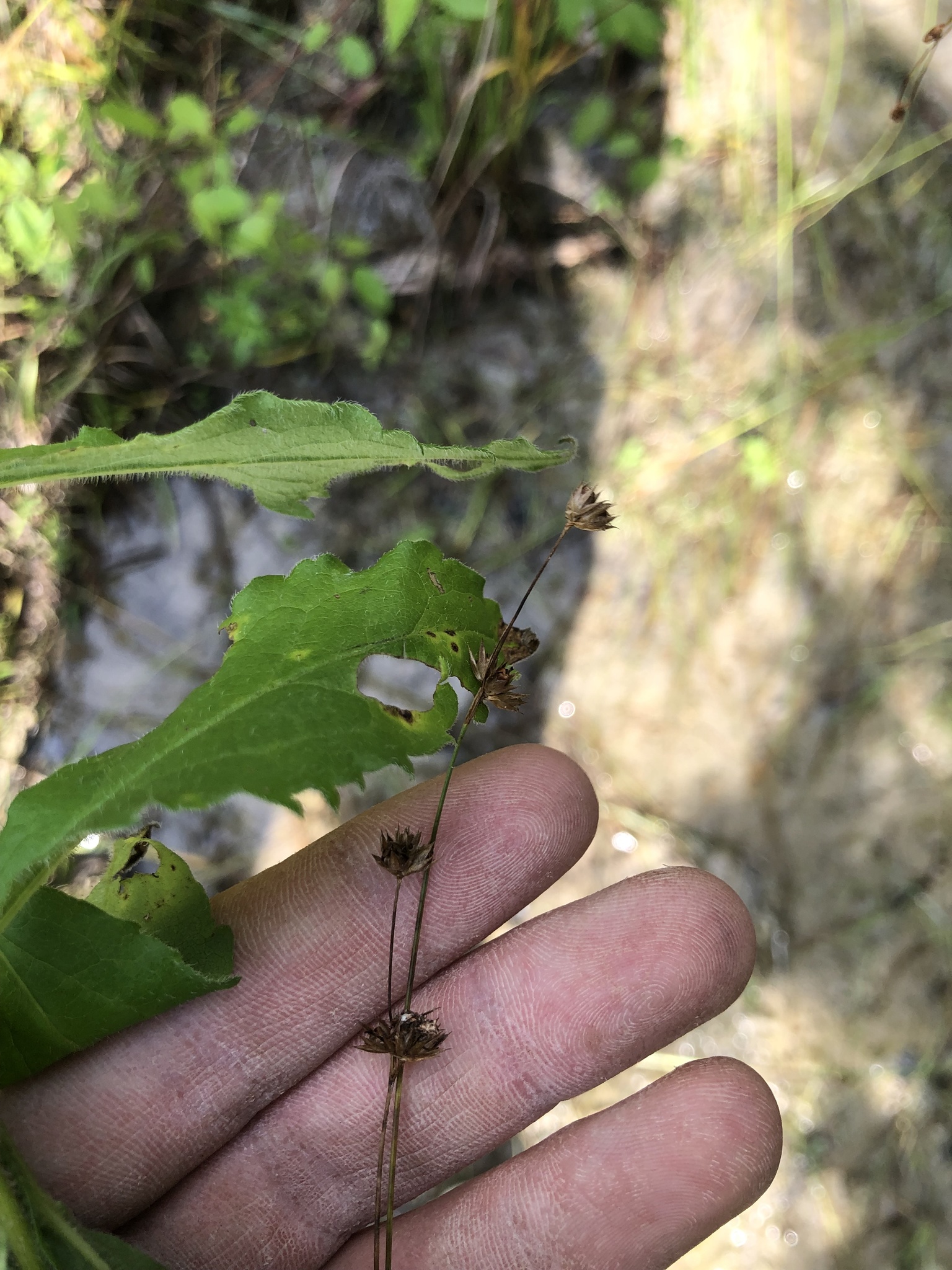 Juncus filipendulus Buckley
