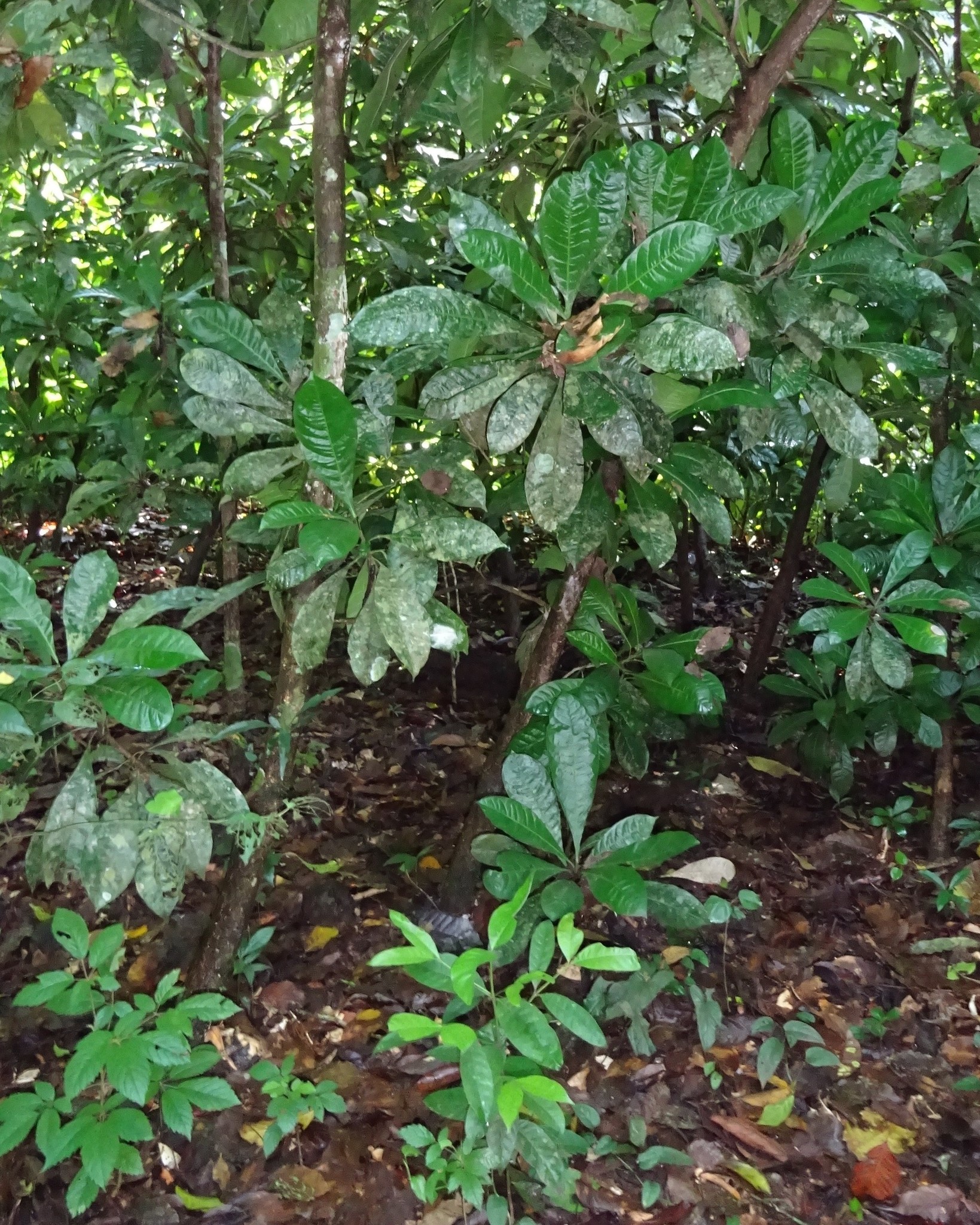 Erythrochiton gymnanthus Kallunki