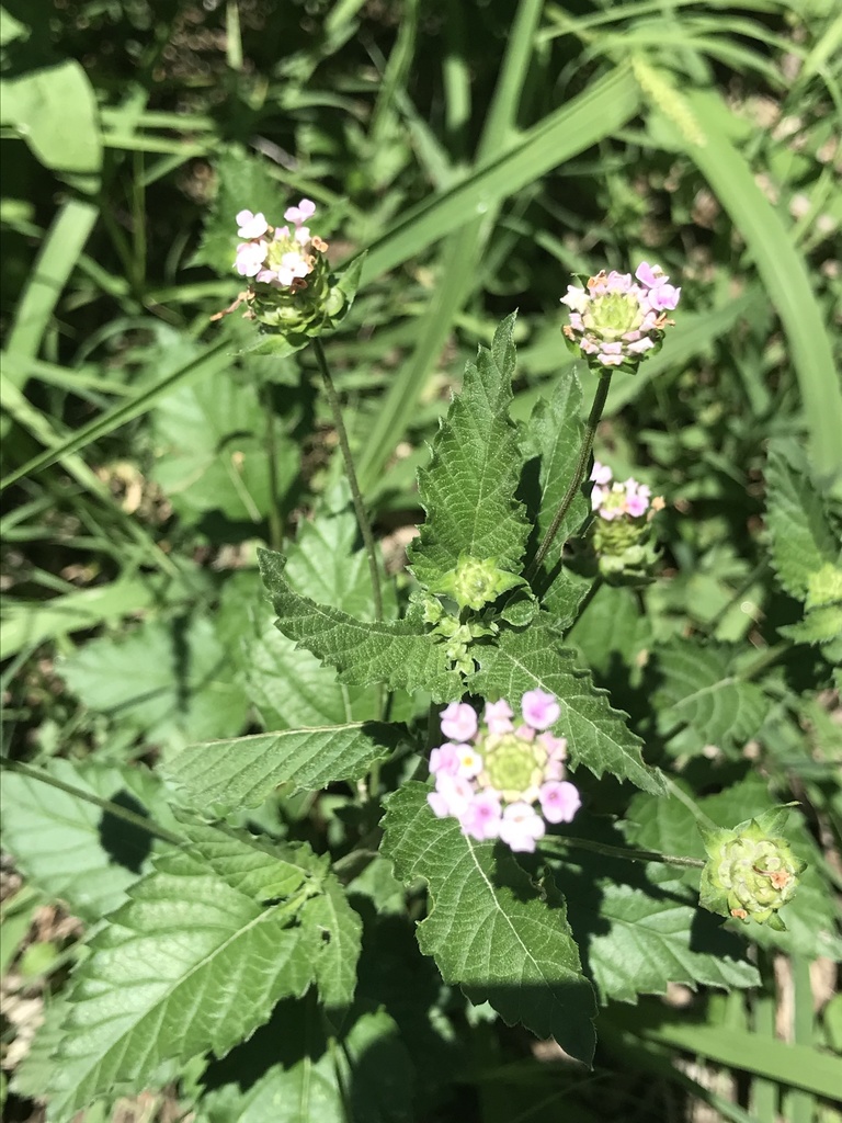 Brushland Lantana from US-90 E, Del Rio, TX, US on May 29, 2021 at 12: ...
