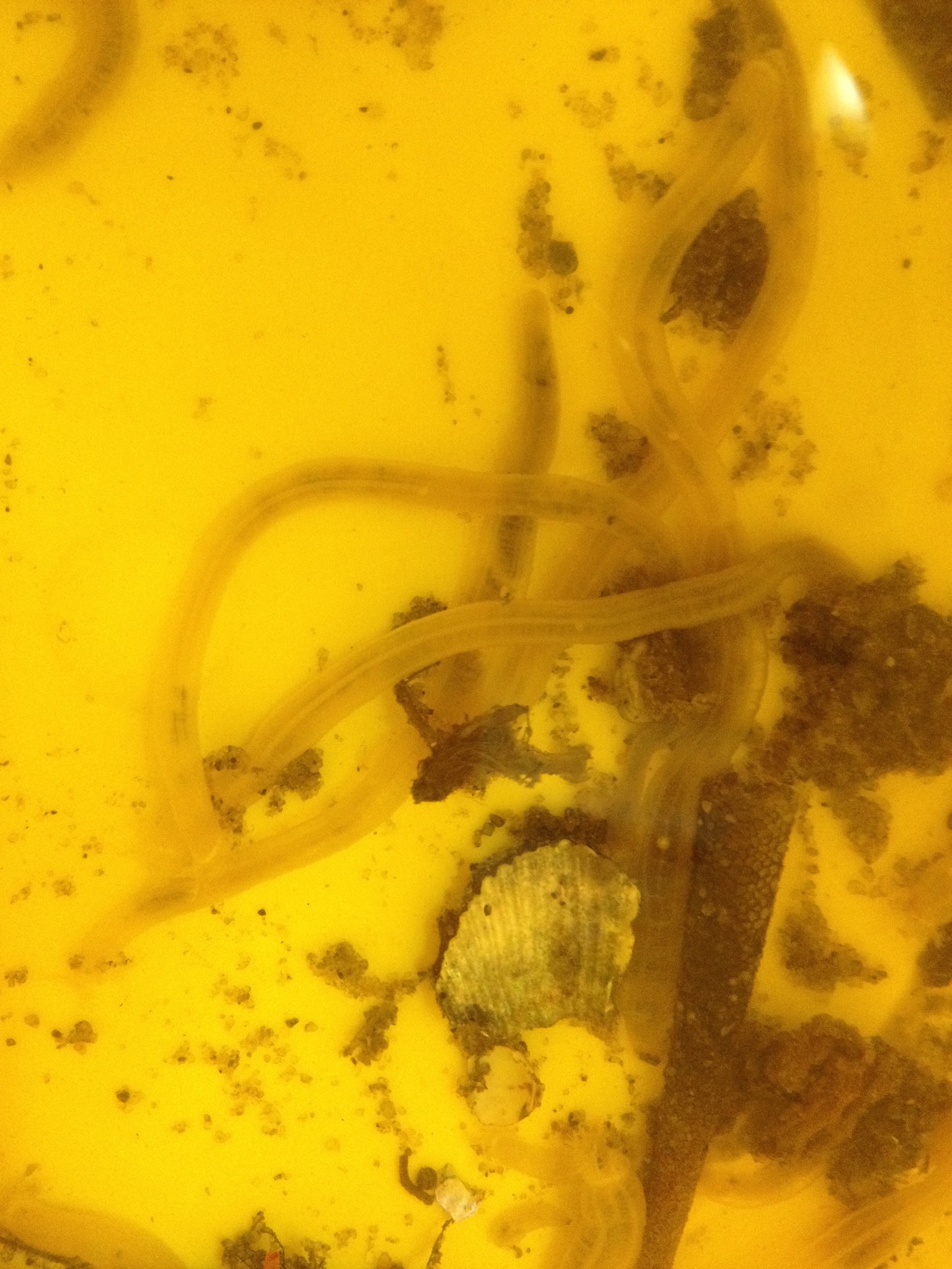 Leptosynapta tenuis (Ayres, 1851)