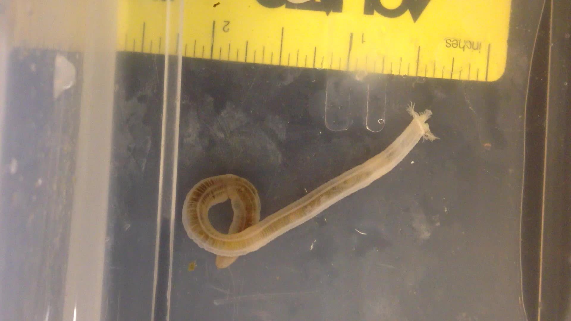 Leptosynapta tenuis (Ayres, 1851)