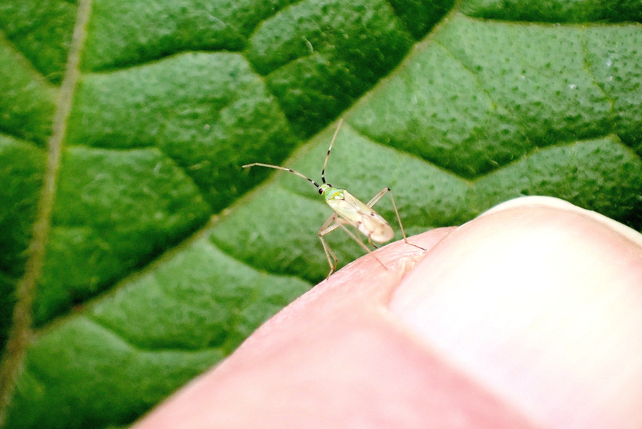 Nesidiocoris tenuis (Reuter, 1895)