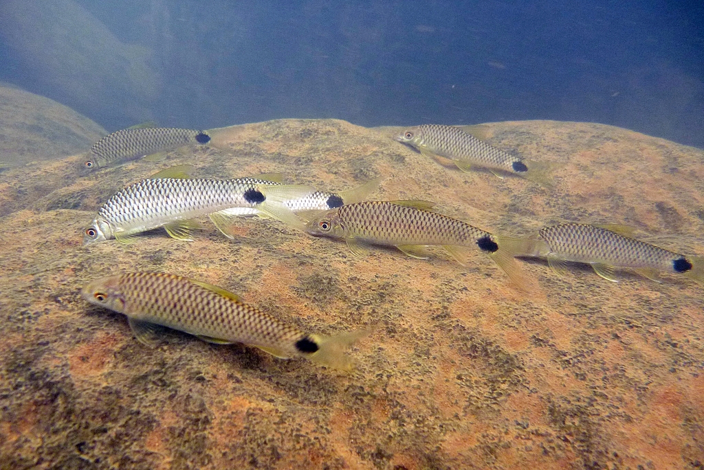 Silver Flying Fox (Crossocheilus reticulatus) - Marine Life Identification