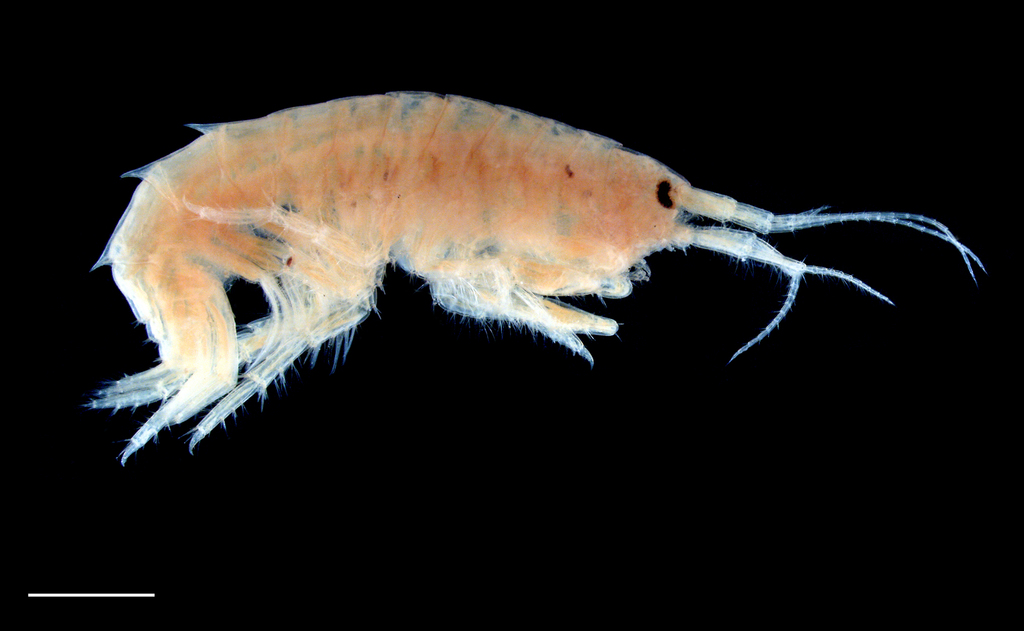 Gammarus lecroyae from Crystal River, FL, USA on January 11, 1978 by ...
