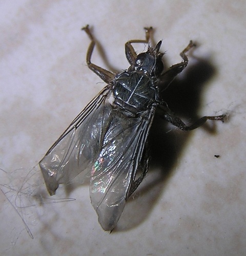 Genus Pseudolynchia · iNaturalist