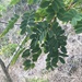 uhiuhi (Mezoneuron kavaiense) · iNaturalist