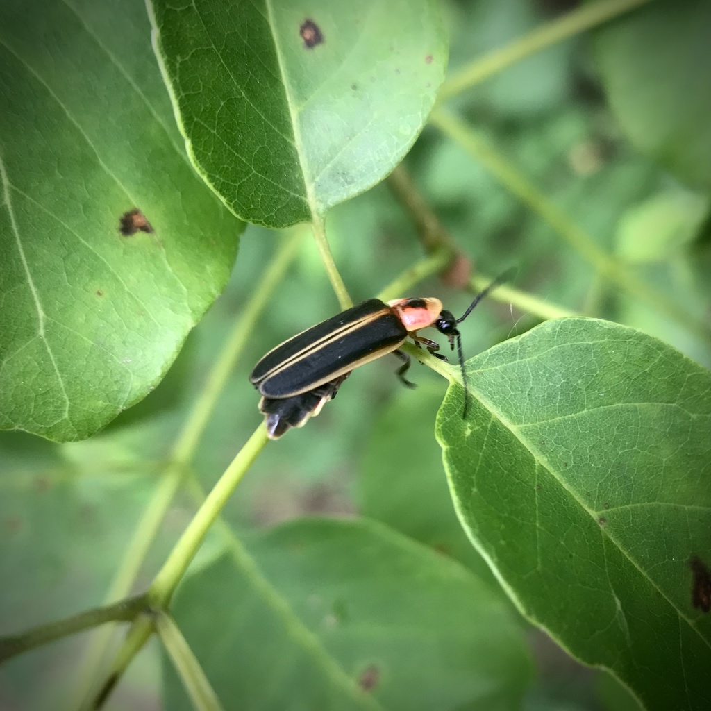 Common Eastern Firefly from Oakmont Park, Fort Worth, TX, US on June 10 ...