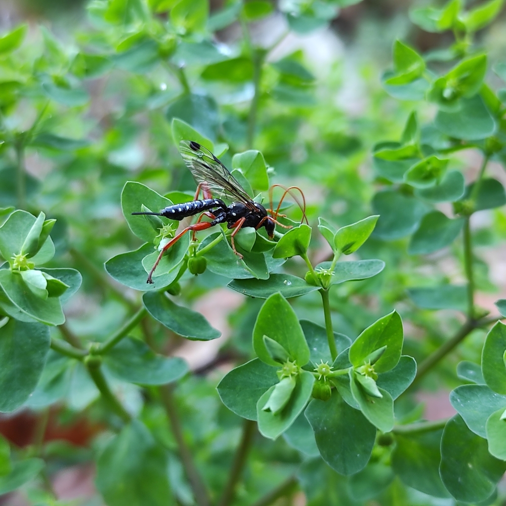 White-spotted ichneumonid Wasp from Waikato 3800, New Zealand on June ...