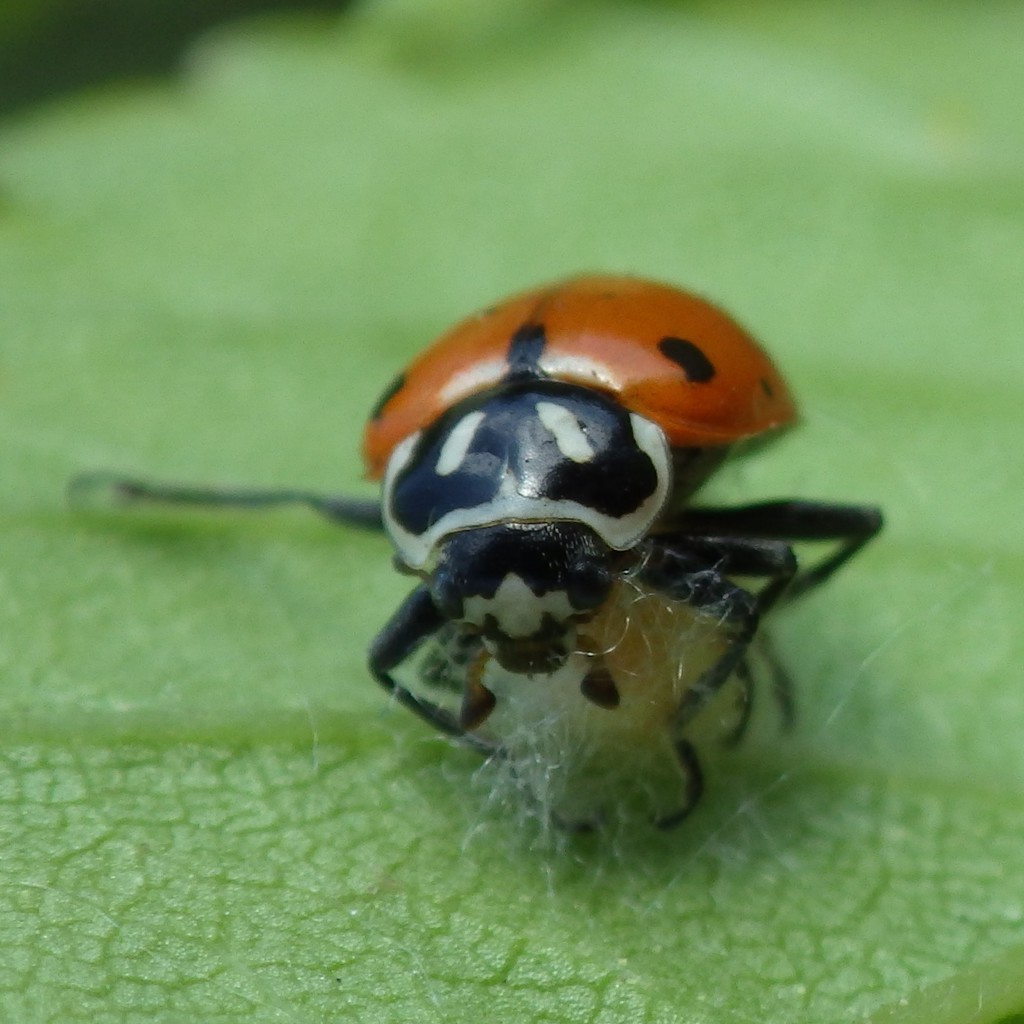 Ladybird Parasitoid Wasp from University District, Spokane, WA, USA on ...