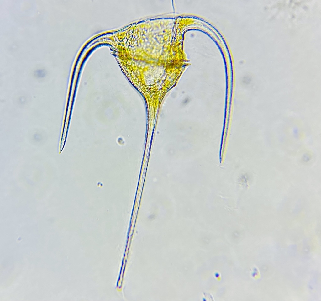 Ceratium tripos on June 10, 2021 at 09:36 PM by Martin Kielland ...