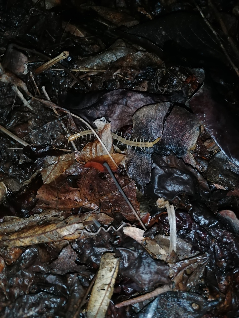 Cormocephalus guildingii from Santa María Huatulco, Oax., México on ...