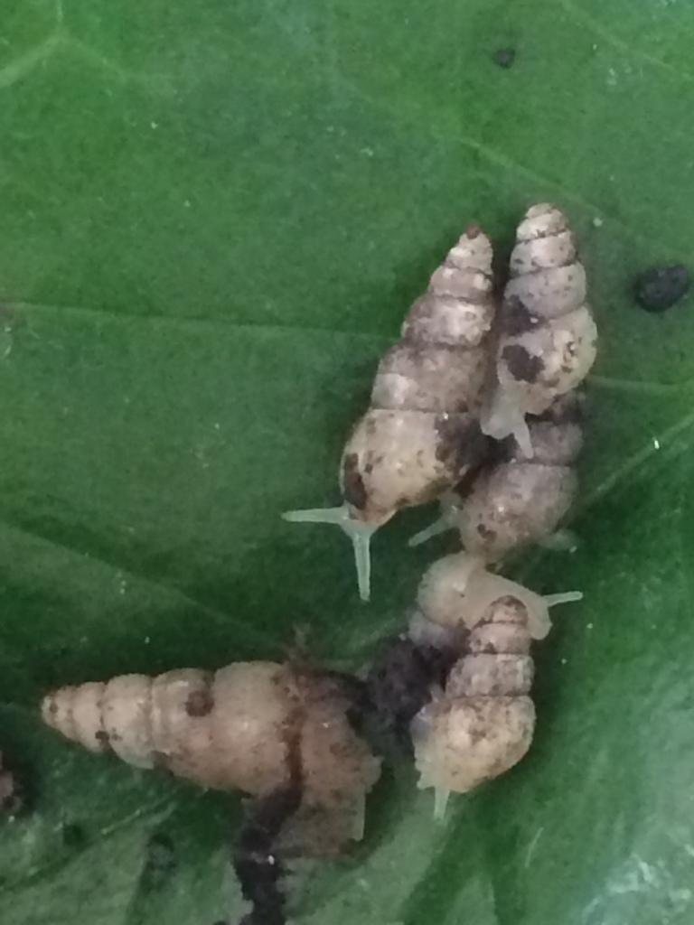 Spiked Awlsnail (Gastropoda (snails and slugs) of the Chagos ...
