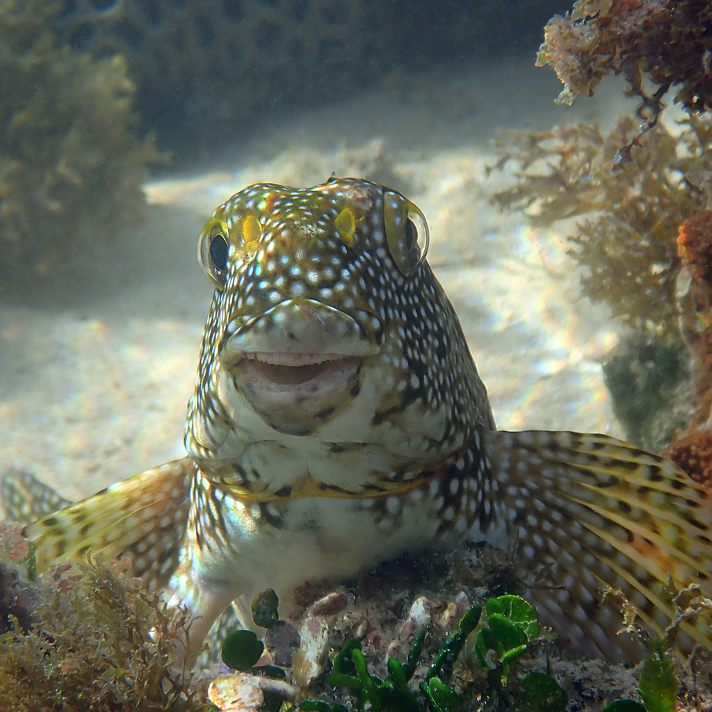 Notchheaded marblefish from Kingston, Norfolk Island on June 10, 2021 ...